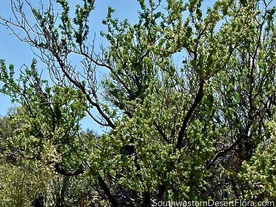 Catclaw Acacia: Standard Plant Tag - Pollinator Web