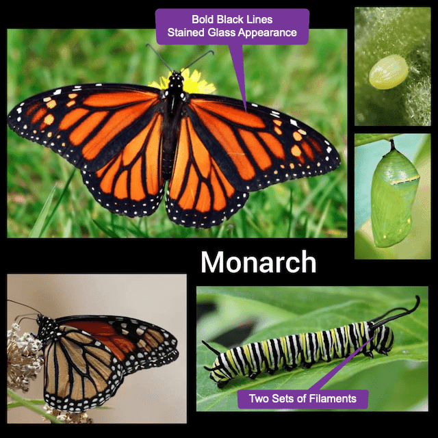 The Stages of the Monarch Butterfly | PollinatorWeb