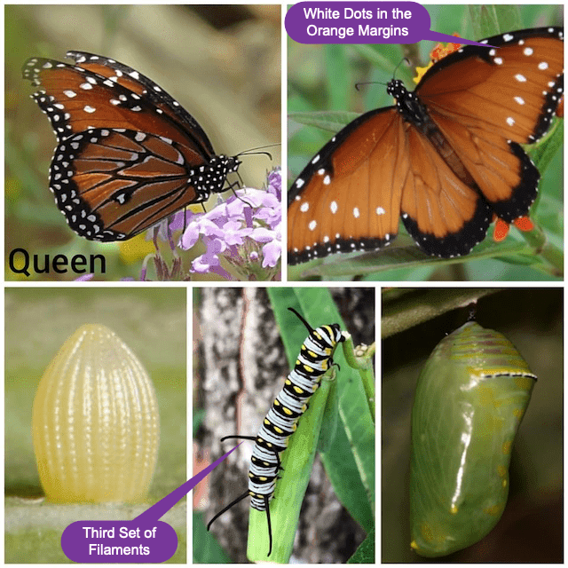 The Stages of the Queen Butterfly | PollinatorWeb