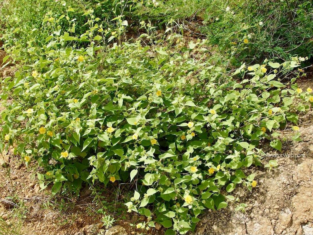 Shrubby Indian Mallow: Standard Plant Tag - Pollinator Web