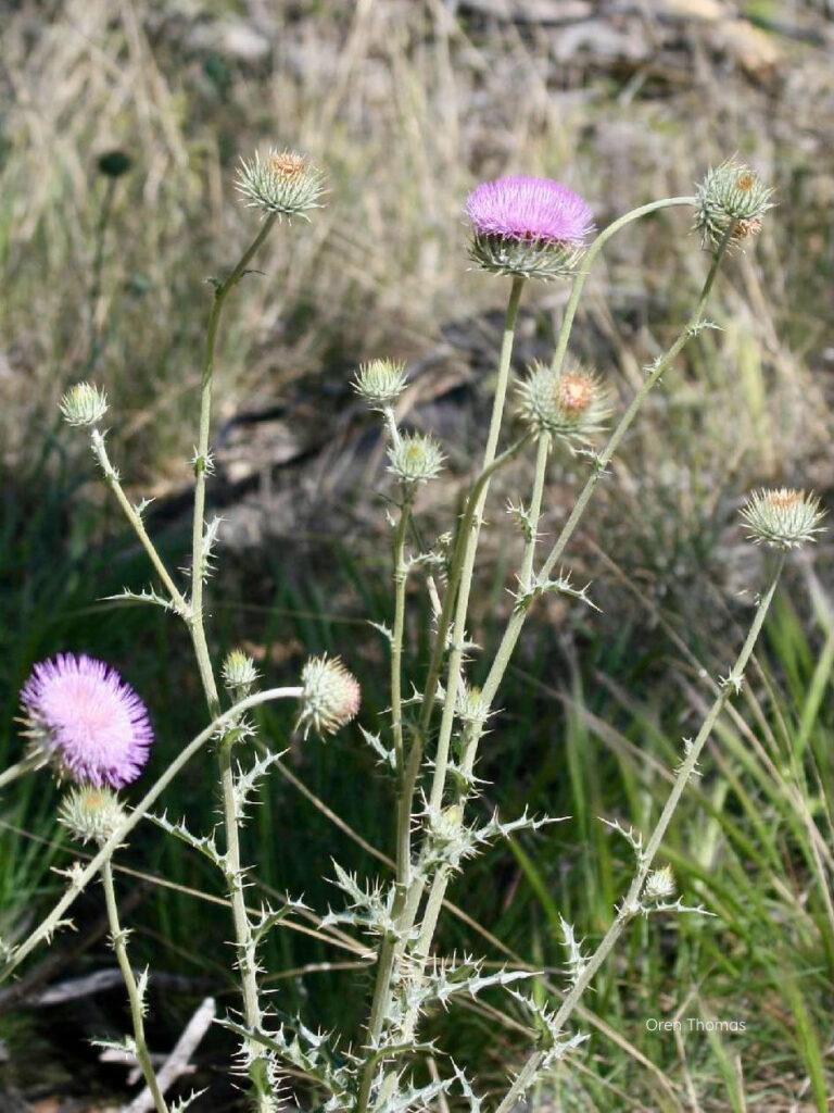 New Mexico Thistle | PollinatorWeb