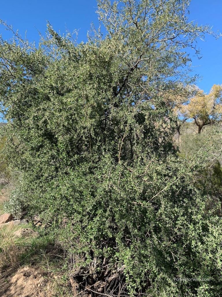 Thornbush Wolfberry | PollinatorWeb